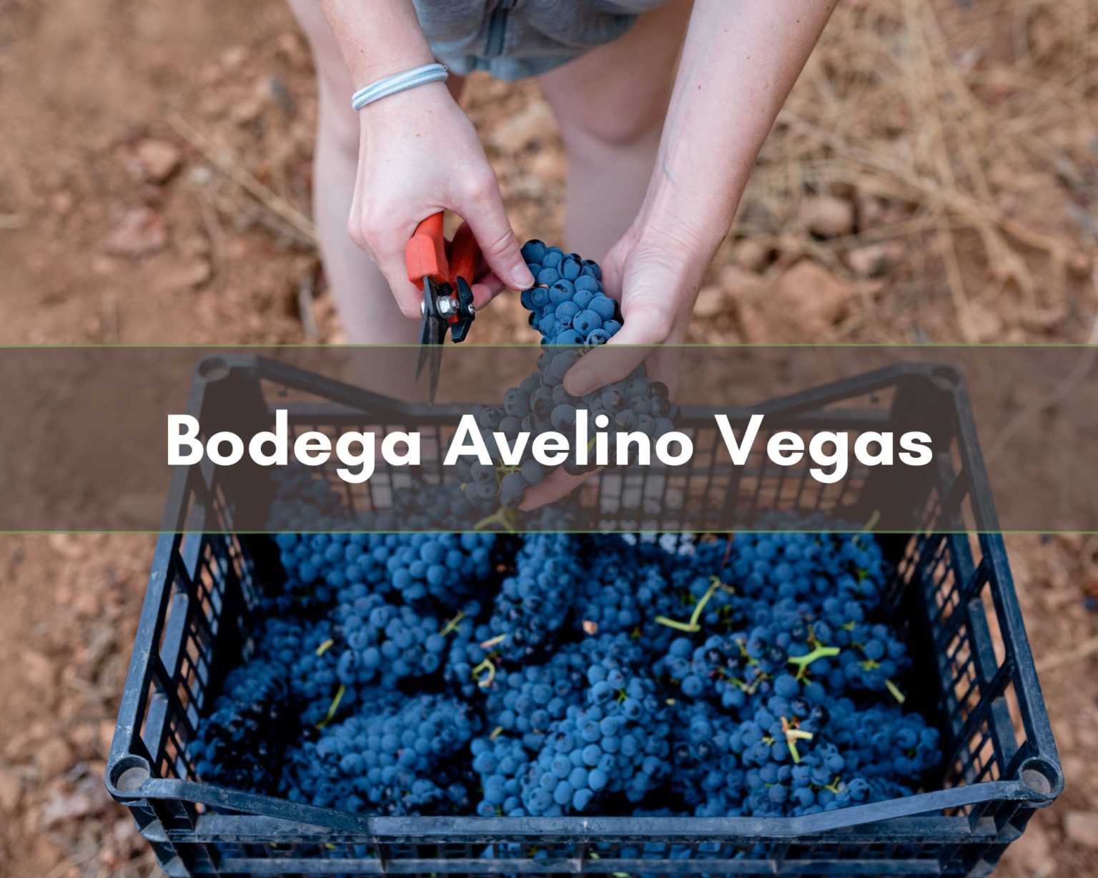 Von der Traube bis ins Glas: Der Wein von Bodega Avelino Vegas - Der ...