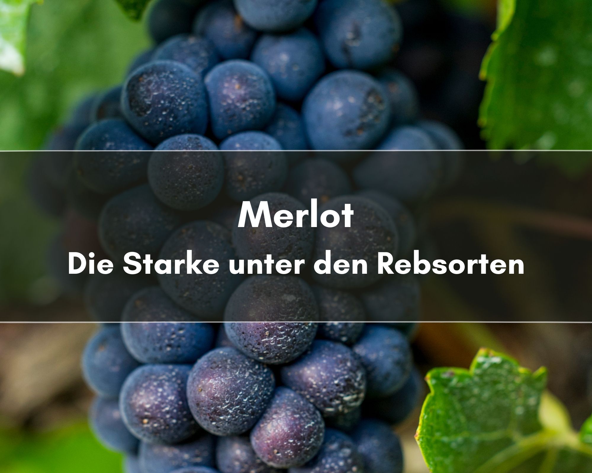 Die Rebsorte Merlot – Die Königin der Rebsorten - Der Kroté ...