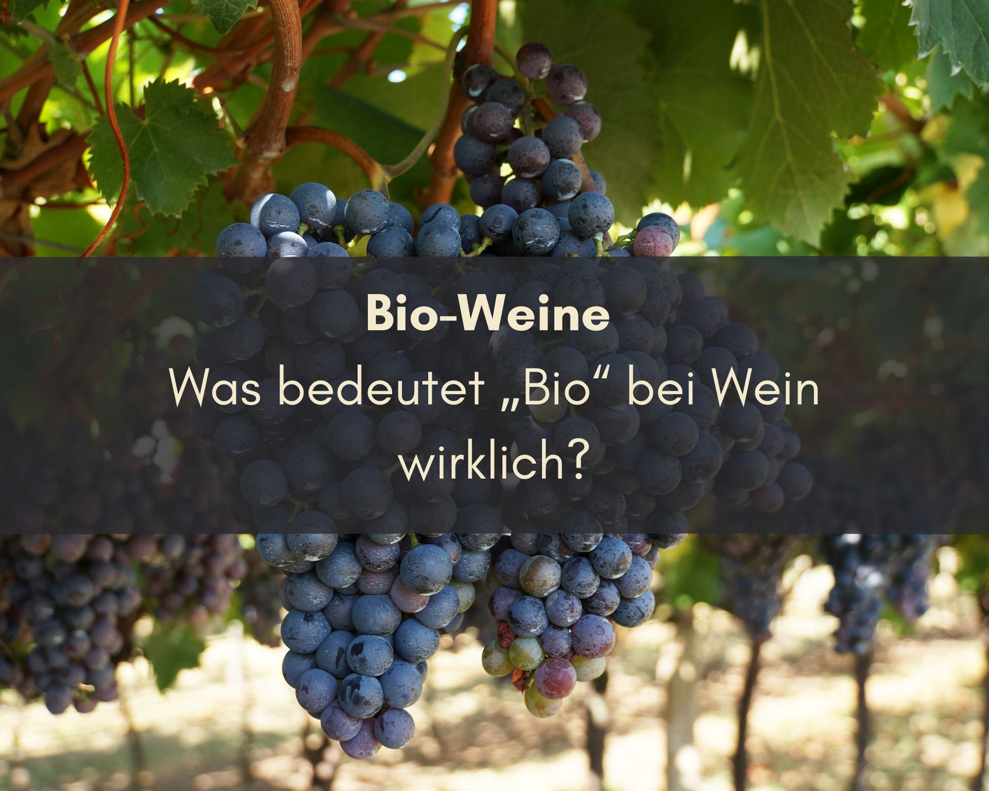 Bio-Weine: Was bedeutet „Bio“ bei Wein wirklich? - Der Kroté ...